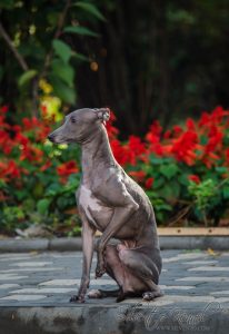 Silvento Jason, italian sighthound stud male, italian greyhound male ...